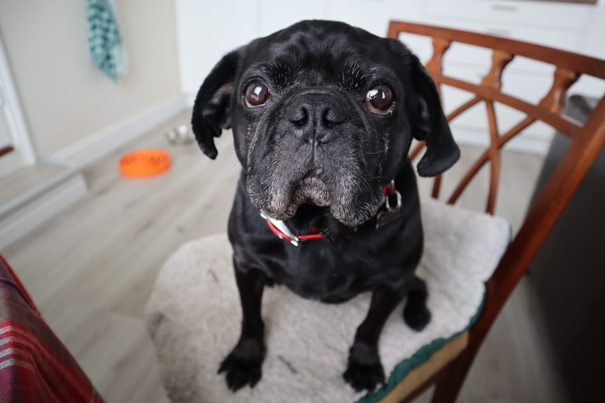 What's up with PUGS?